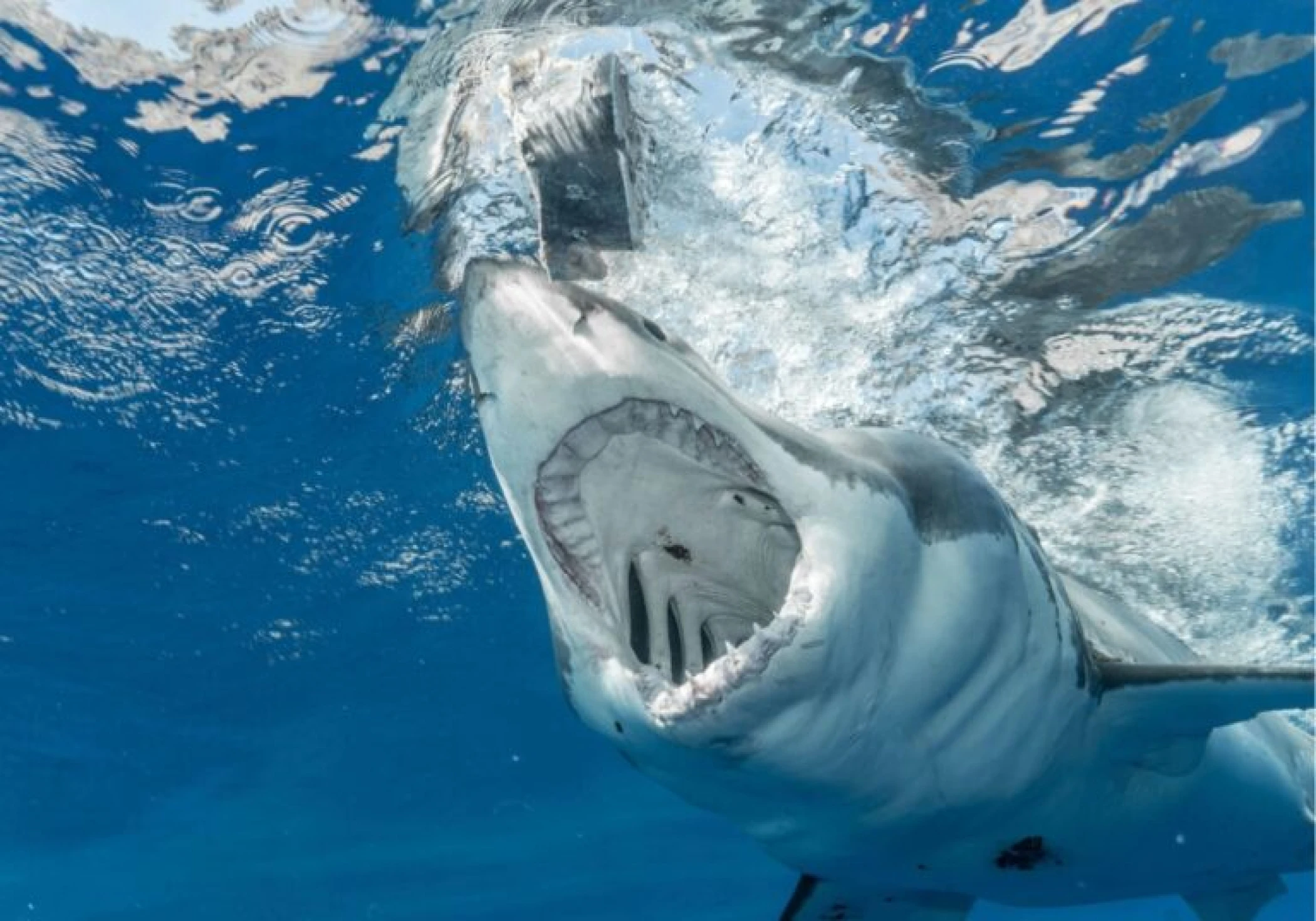Great White Sharks Near Extinction in Mediterranean | Research Alert